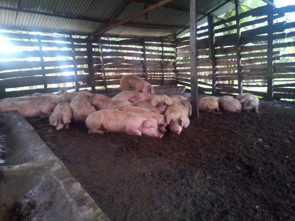 Rubavu: RPFA yahagurukiye ibibazo bikibangamira ubworozi bw’ingurube ...