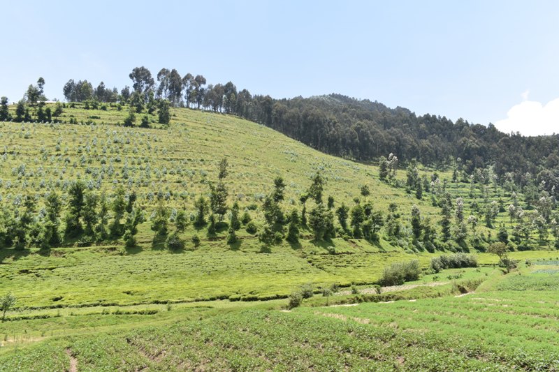 Nyabihu:Ubuyobozi bw’uruganda rw’icyayi rwasobanuye impamvu rwaranduye ...